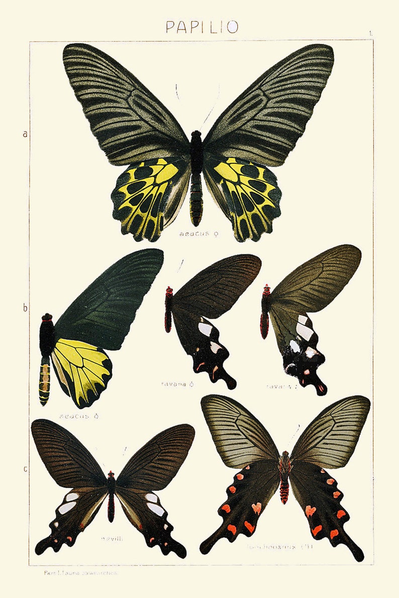 Vintage Butterfly Chart Wall Art Set of 9 Prints Beautiful - Etsy