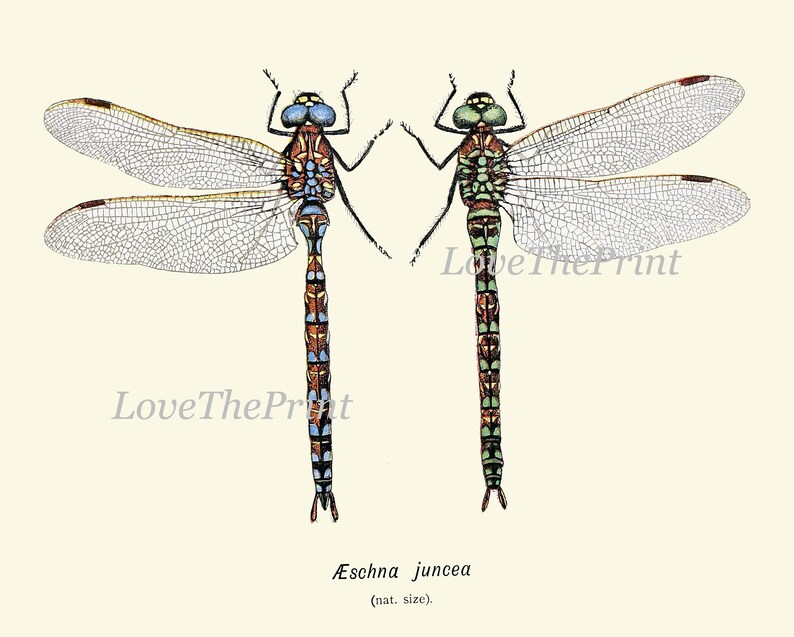Dragonfly Wall Art Set of 4 Prints Beautiful Antique Vintage ...