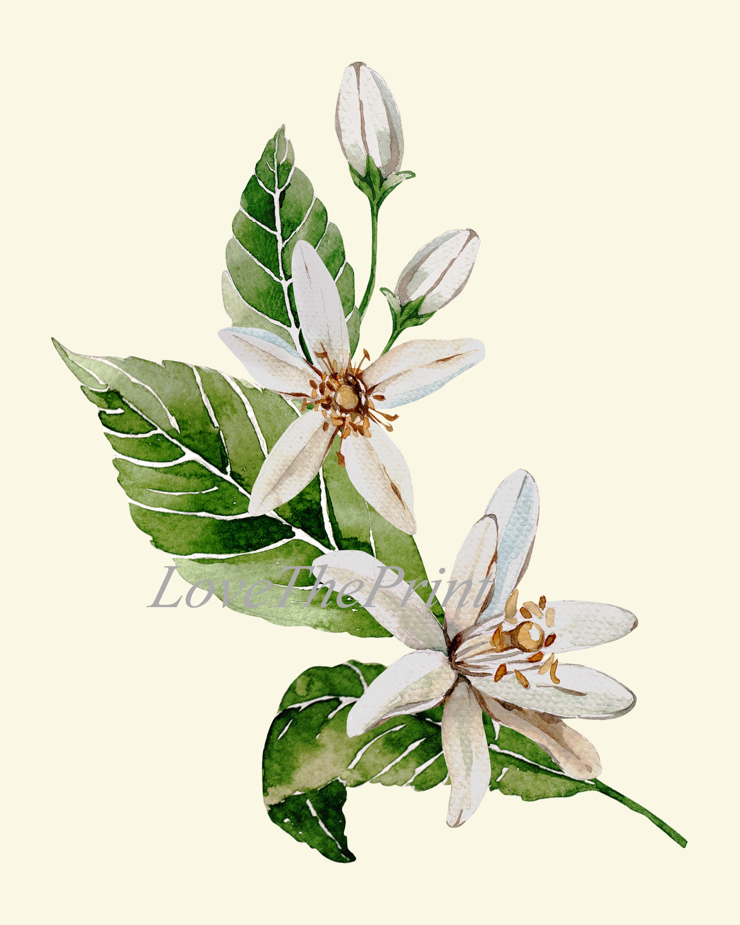 Lemons and Roses Botanical Wall Art Set of 4 Prints Beautiful Blooming ...