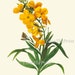 Vintage Botanical Wall Art Set of 6 Prints Beautiful Antique Yellow ...