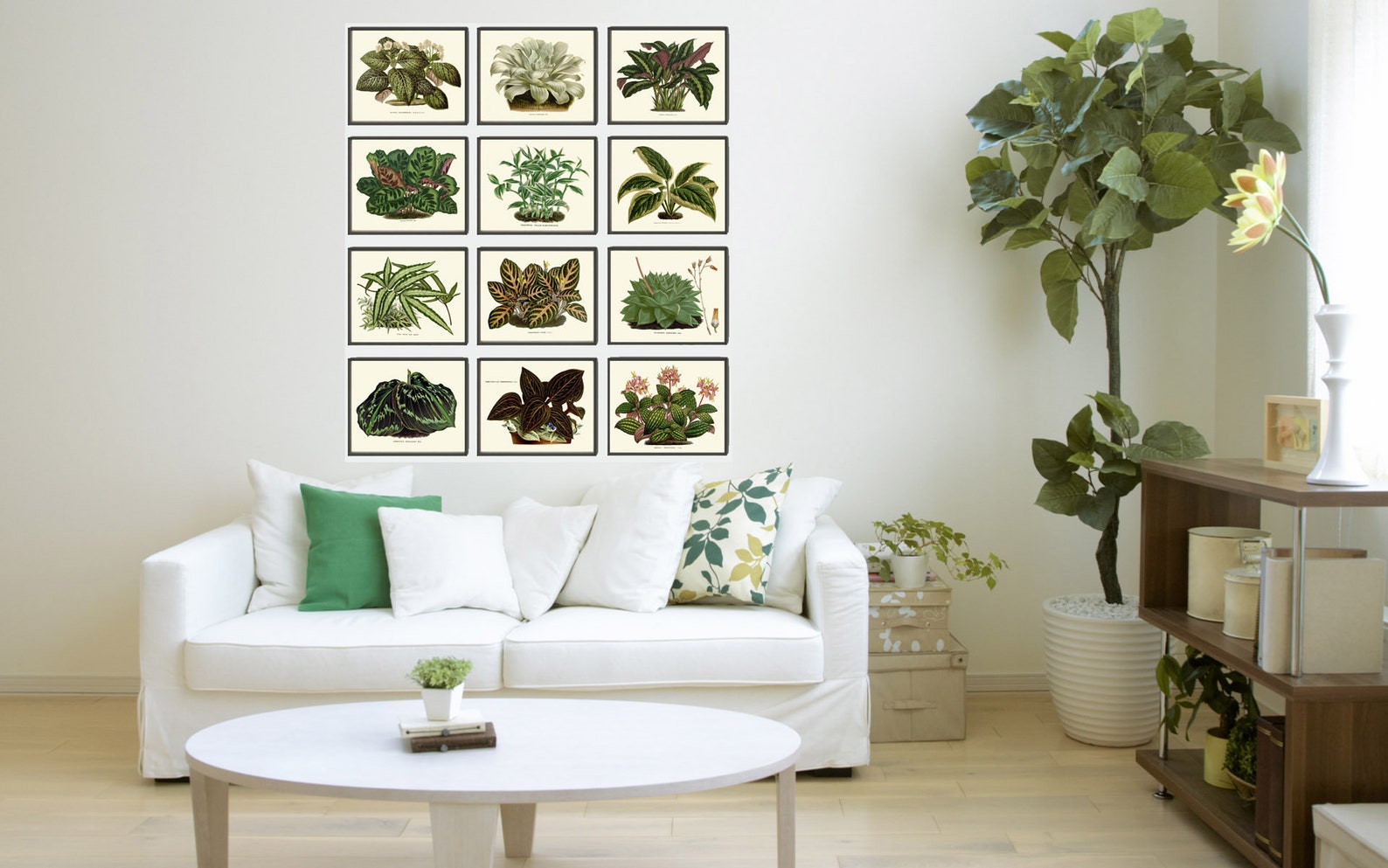 Hosta Hostas Plants Wall Art Botanical Set of 12 Beautiful Antique ...