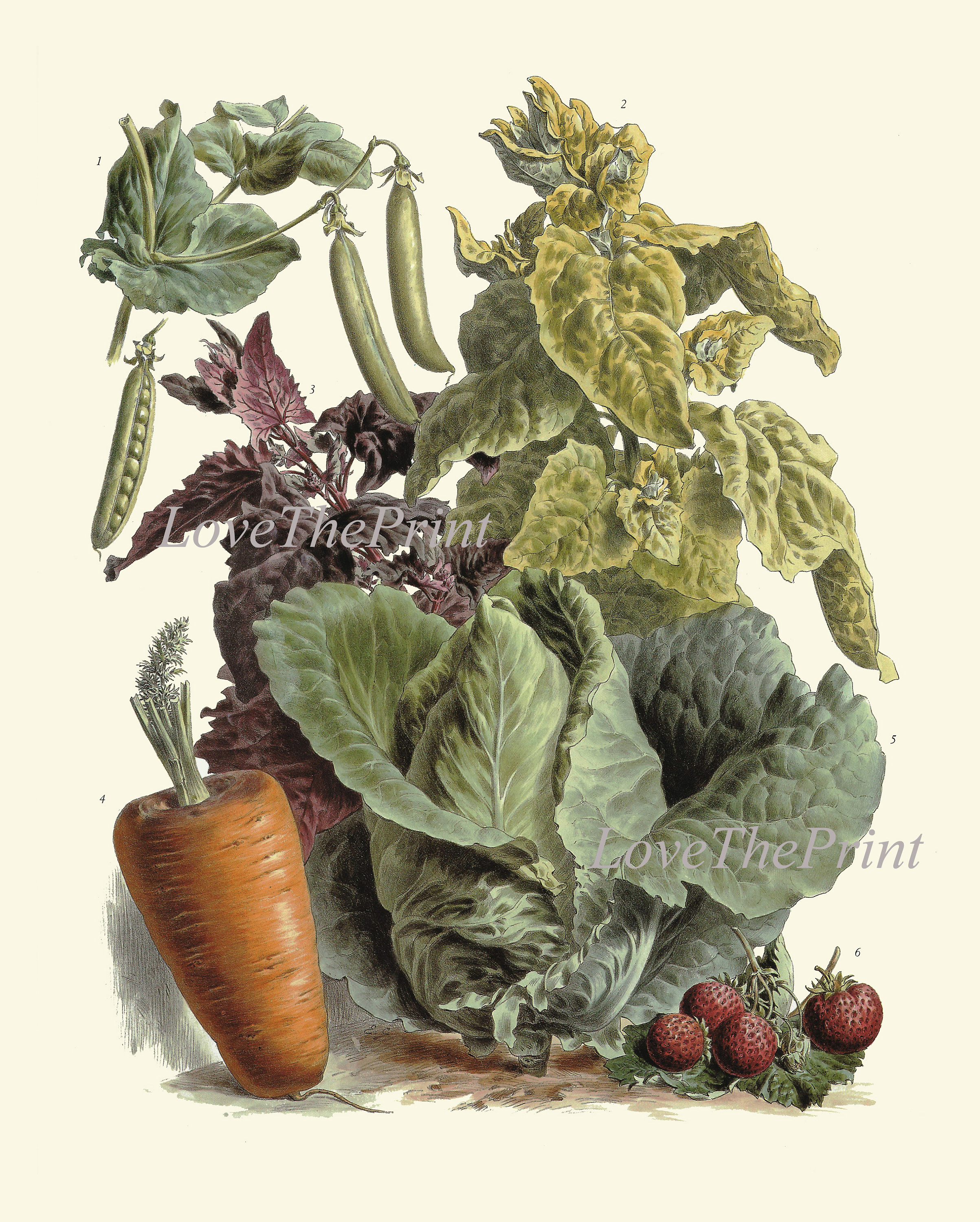 Vegetables Botanical Wall Art Set of 9 Prints Beautiful - Etsy