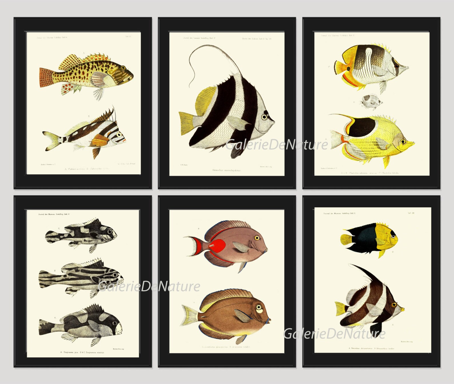 Tropical Fish Prints Wall Art Set of 6 Beautiful Antique Vintage ...
