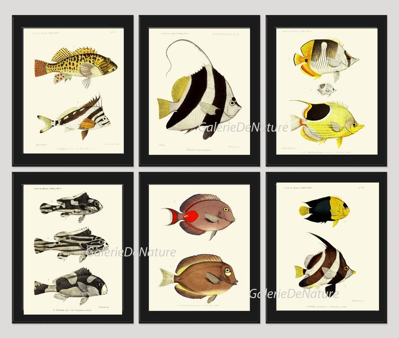 Tropical Fish Prints Wall Art Set of 6 Beautiful Antique - Etsy