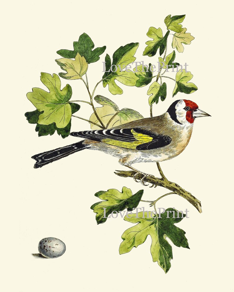 Bird Wall Decor Art Print Set of 9 Beautiful Antique Vintage Songbirds ...