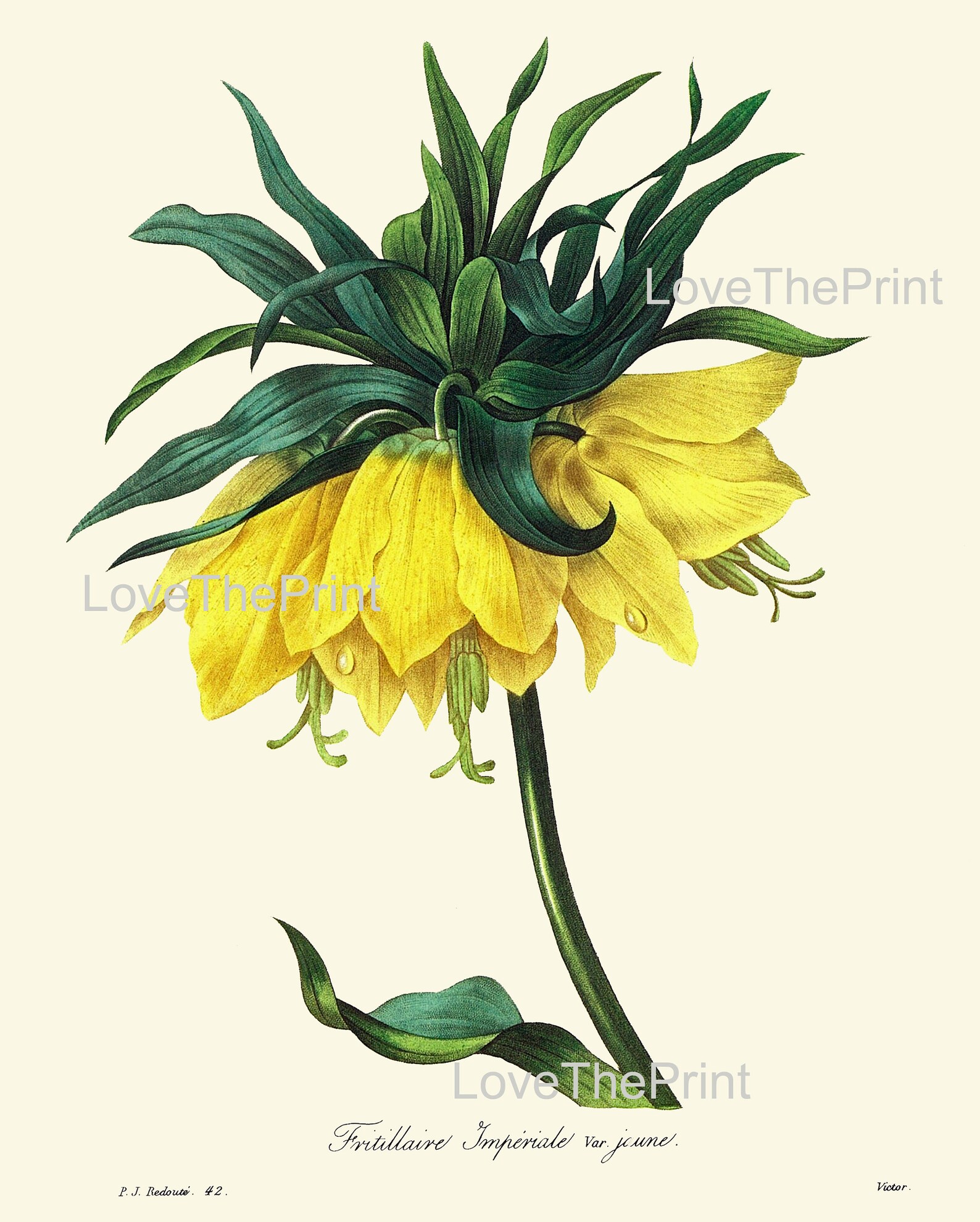 Tropical Flowers Botanical Prints Wall Decor Art Set of 12 Beautiful ...