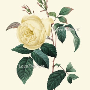 Roses Prints Botanical Wall Art Set of 3 Beautiful Antique Vintage ...
