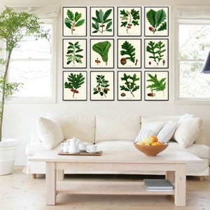 Acorn Botanical Wall Art Set of 12 Prints Beautiful Antique Vintage ...