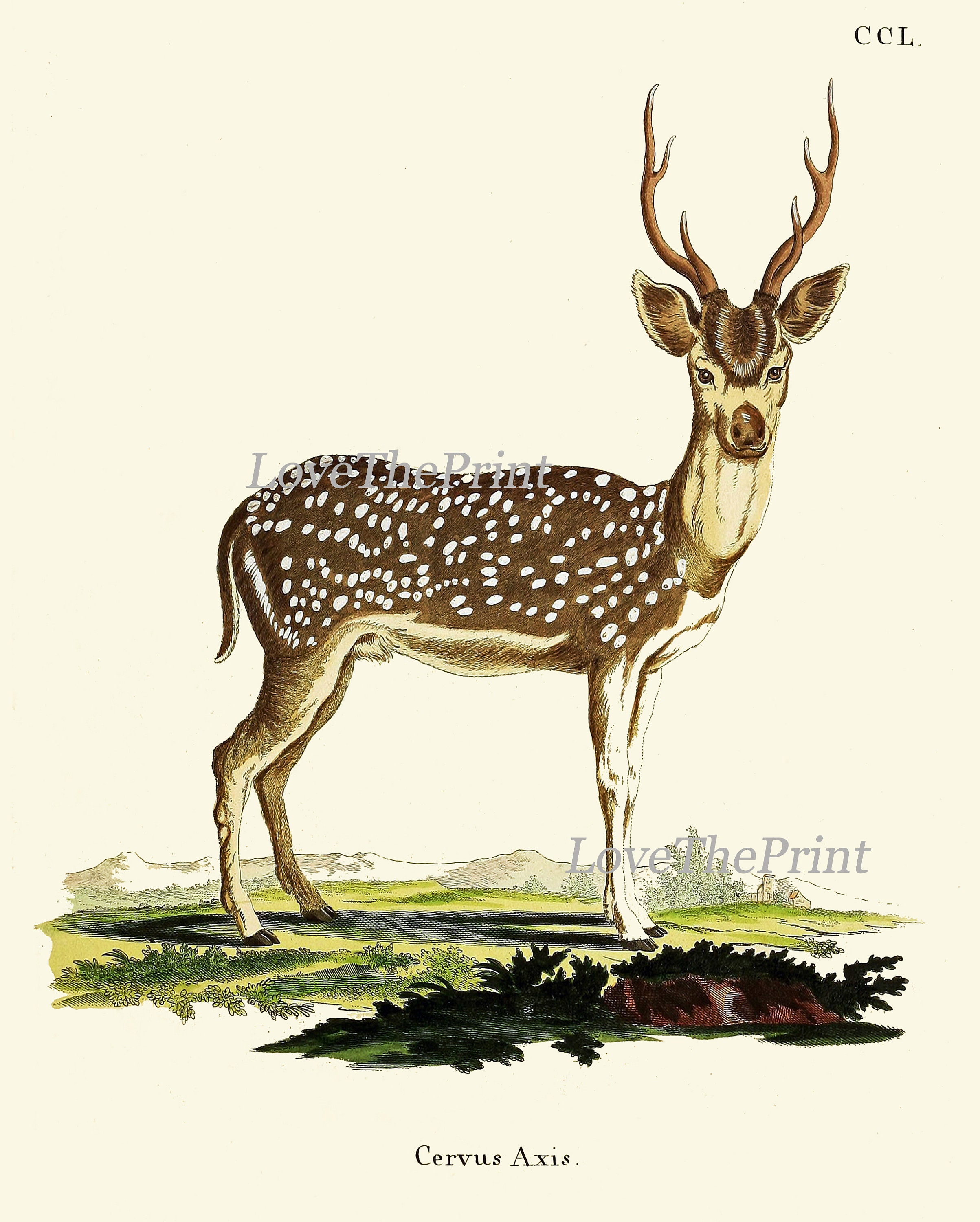 Vintage Deer Wall Art Set of 4 Prints Beautiful Antique Elk Moose Deer ...