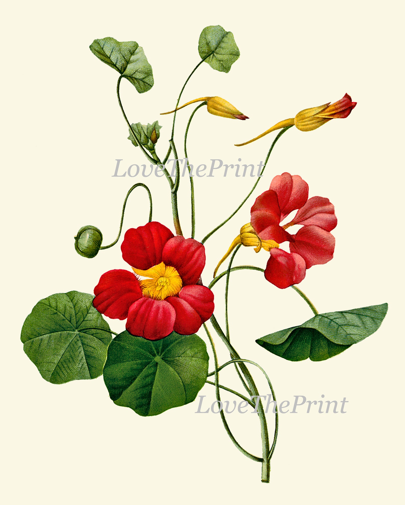 Red Flowers Botanical Wall Art Set of 4 Prints Beautiful - Etsy Canada