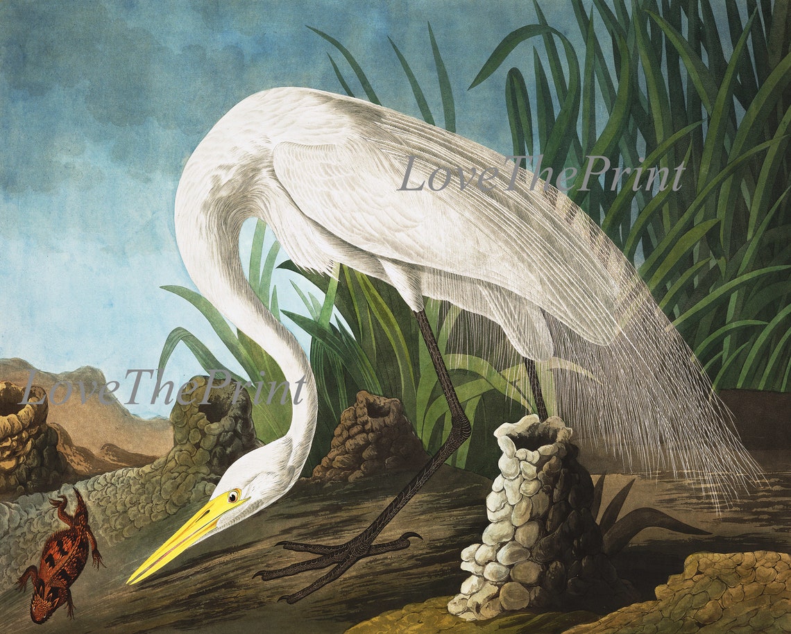 John James Audubon Birds Wall Art Prints Vintage Antique Set - Etsy