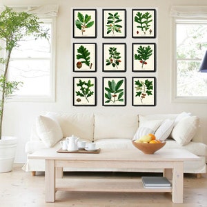 Acorn Botanical Wall Art Set of 9 Prints Beautiful Antique Vintage ...