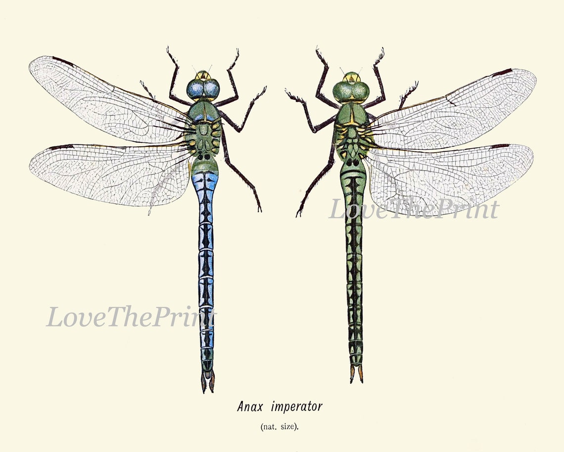 Dragonfly Prints Wall Art Set of 6 Beautiful Antique Vintage - Etsy