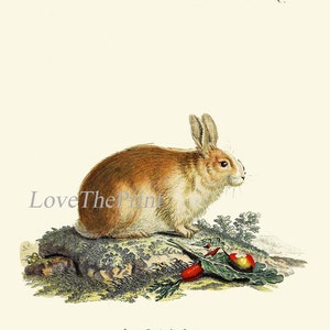 Vintage Rabbit Baby Bunnies Wall Art Set of 6 Prints Beautiful Antique ...
