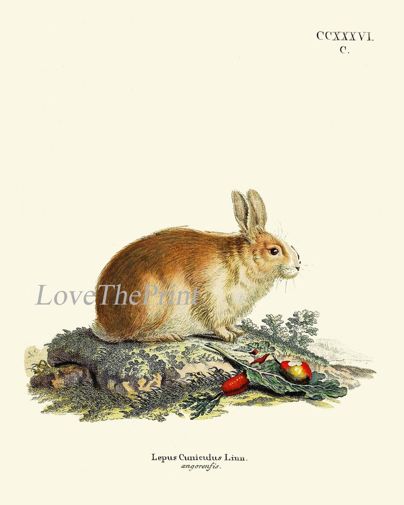 Vintage Rabbit Baby Bunnies Wall Art Set of 6 Prints Beautiful Antique ...
