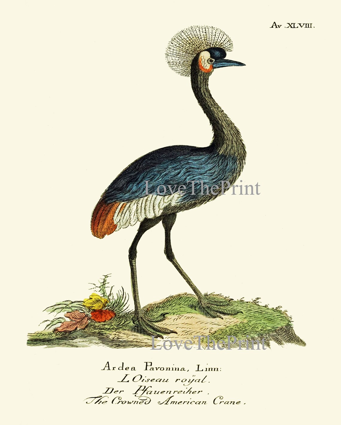 Vintage Bird Prints Large Wall Art Gallery Set of 16 Beautiful | Etsy