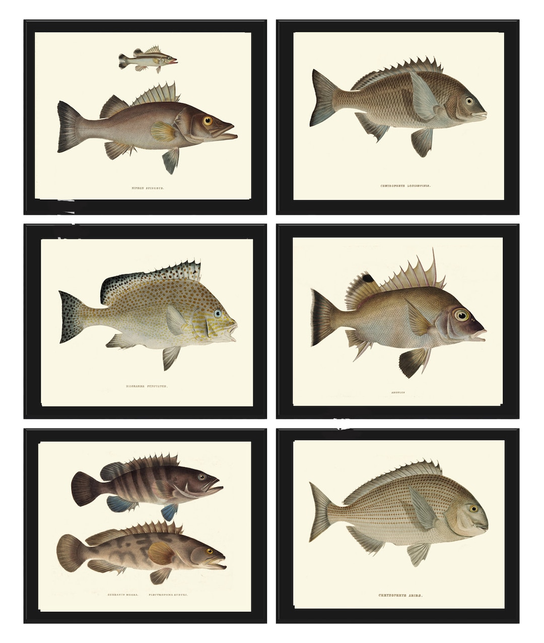 Vintage Fish Prints Wall Art Set of 6 Beautiful Antique Fishing Cabin ...