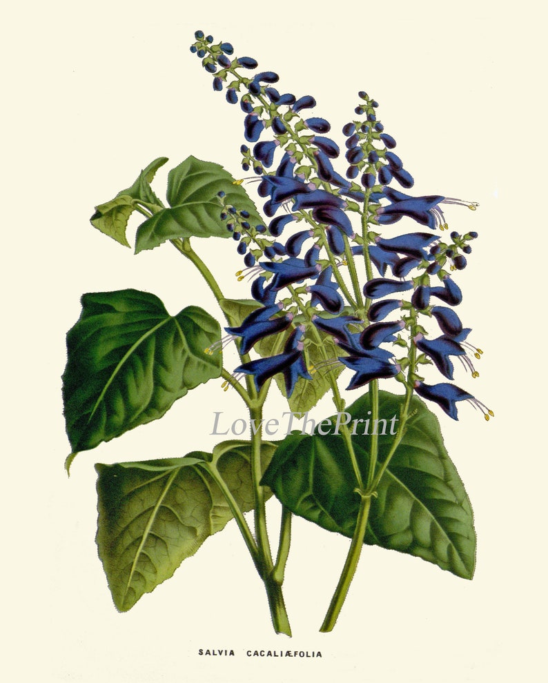 Botanical Prints Blue Flowers Wall Art Set of 6 Floral Illustration ...