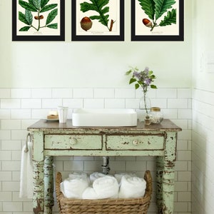 Acorn Botanical Wall Art Set of 3 Prints Beautiful Antique Vintage ...