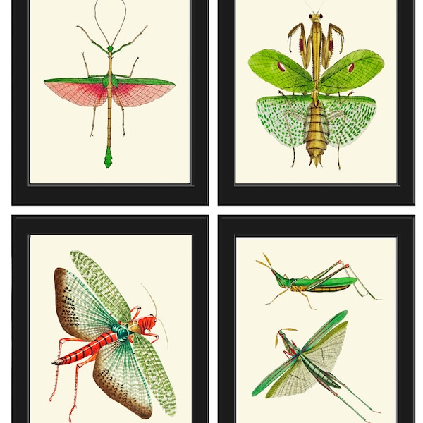 Insect Wall Art - Etsy