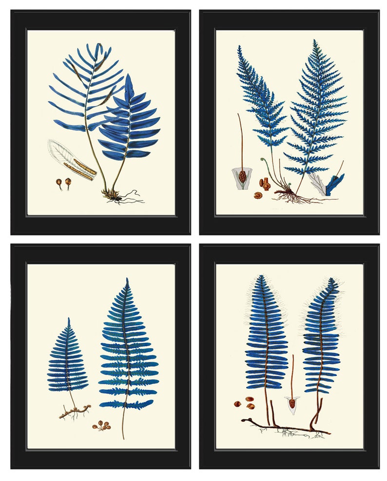 Vintage Blue Fern Prints Wall Art Set of 4 Beautiful Antique Forest ...