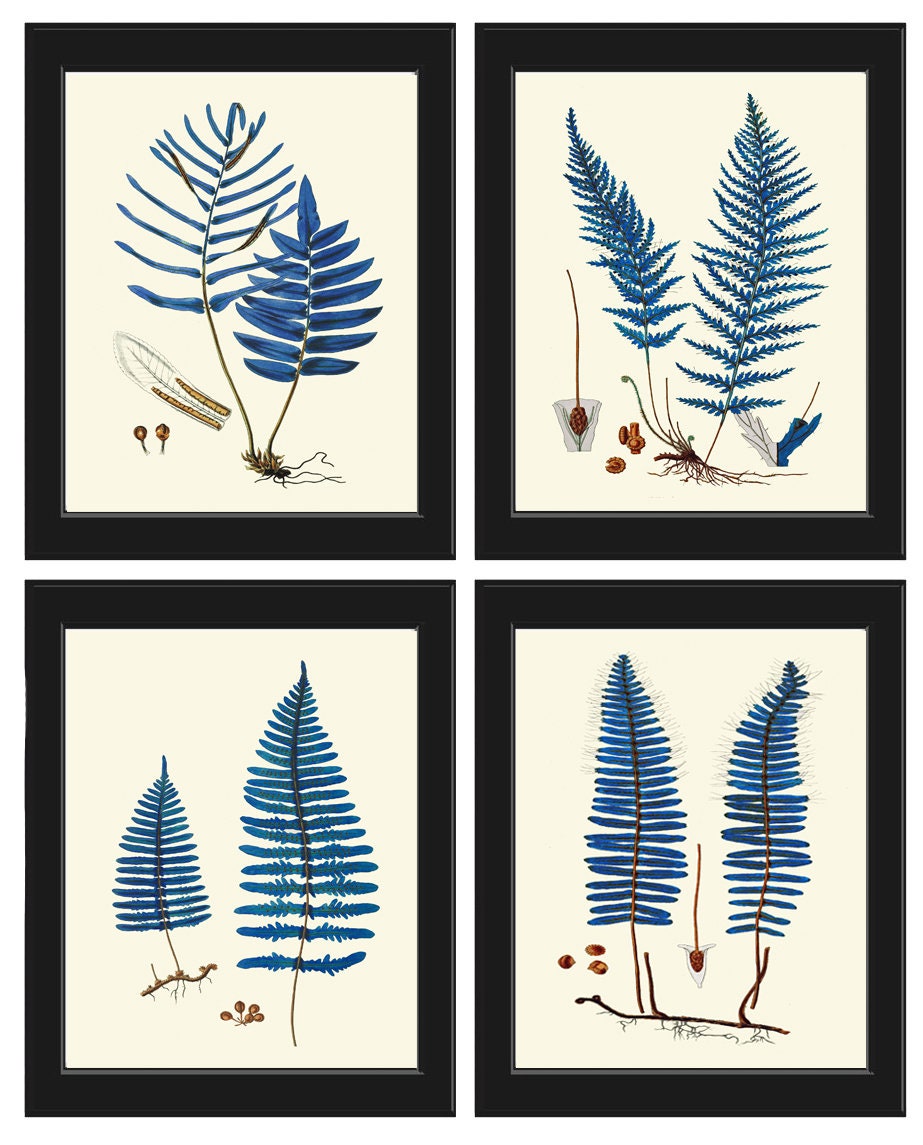 Vintage Blue Fern Prints Wall Art Set of 4 Beautiful Antique Forest ...