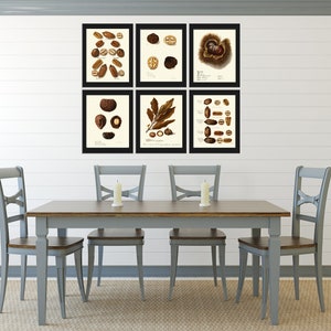 Nuts Wall Decor Prints Art Set 6 Beautiful Botanical Nut Tree Fruit ...