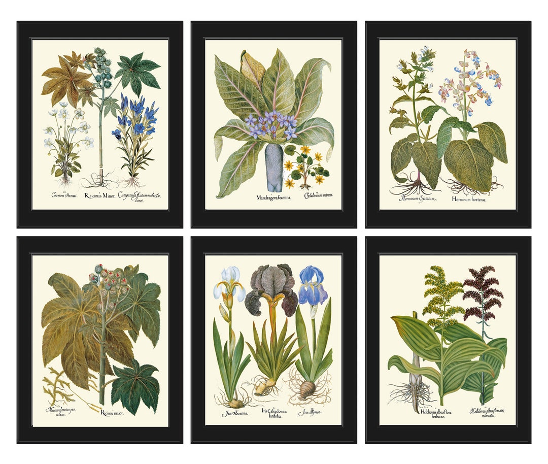 Botanical Print Set, Botanical Prints, Art Prints, Giclee, Blue ...