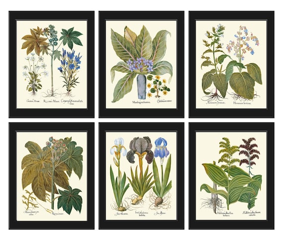 Botanical Print Set Botanical Prints Art Prints Giclee - Etsy