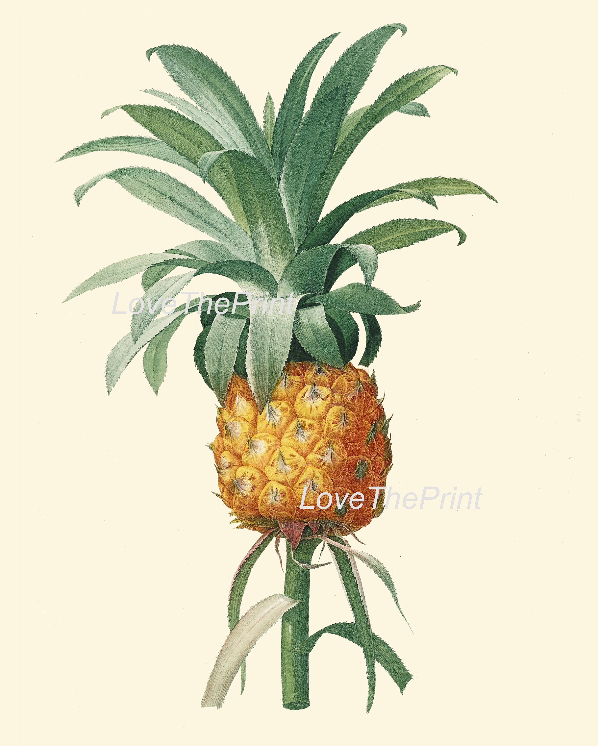Tropical Fruit Wall Decor Art Prints Set of 4 Beautiful - Etsy