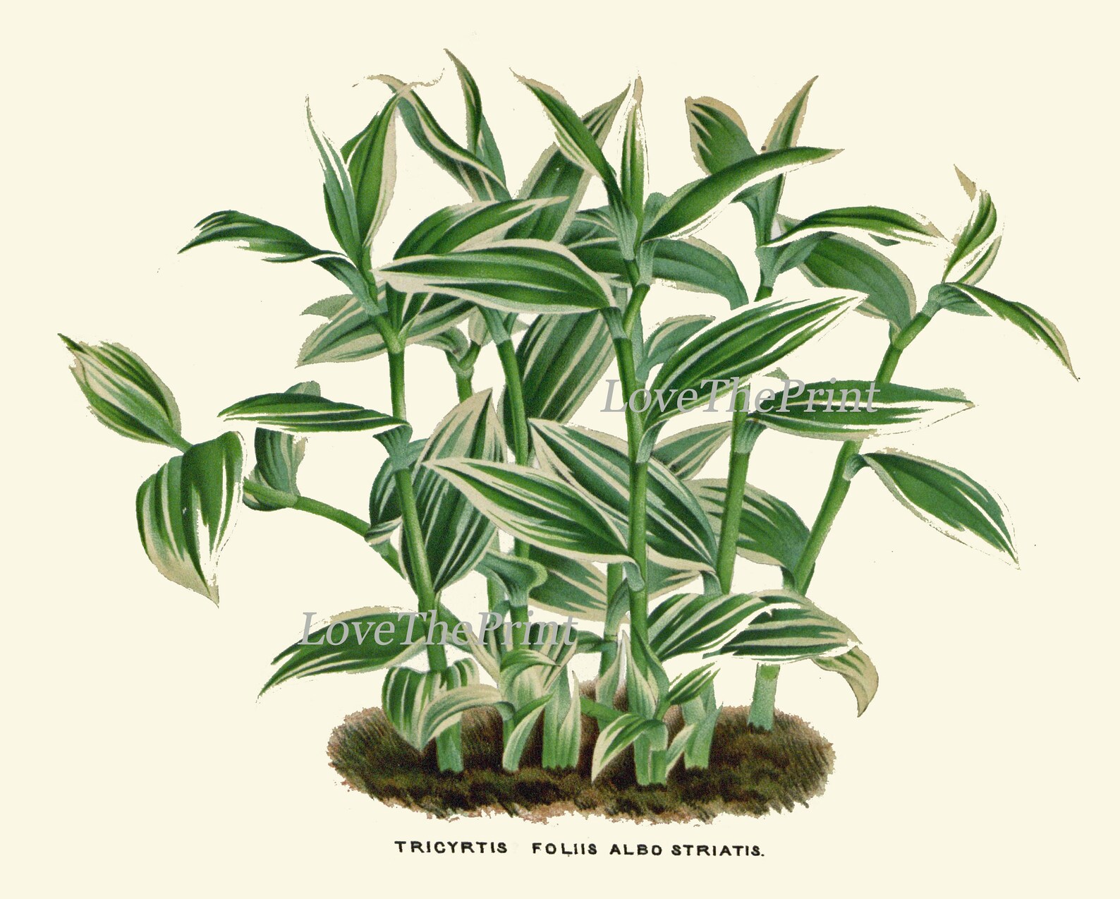 Hosta Plants Flowers Botanical Wall Art Set of 9 Prints - Etsy