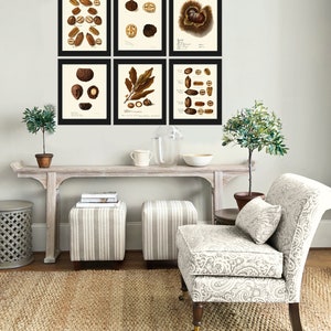 Nuts Wall Decor Prints Art Set 6 Beautiful Botanical Nut Tree Fruit ...