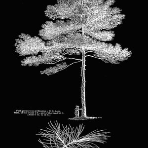 Trees Pine Tree Botanical Wall Art Set of 6 Prints Beautiful Vintage ...