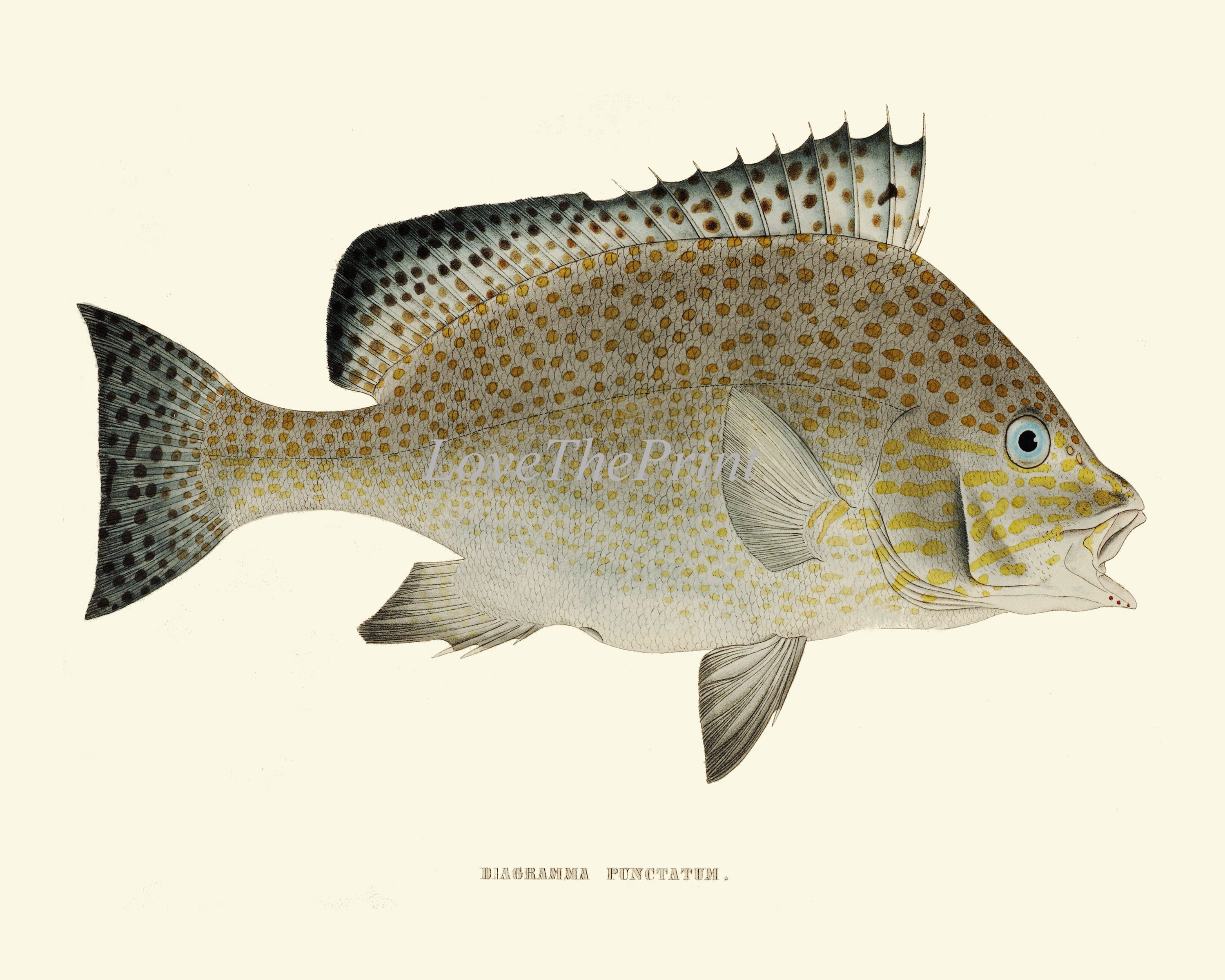 Vintage Fish Wall Art Set of 4 Prints Beautiful Antique Sea Ocean Beach ...