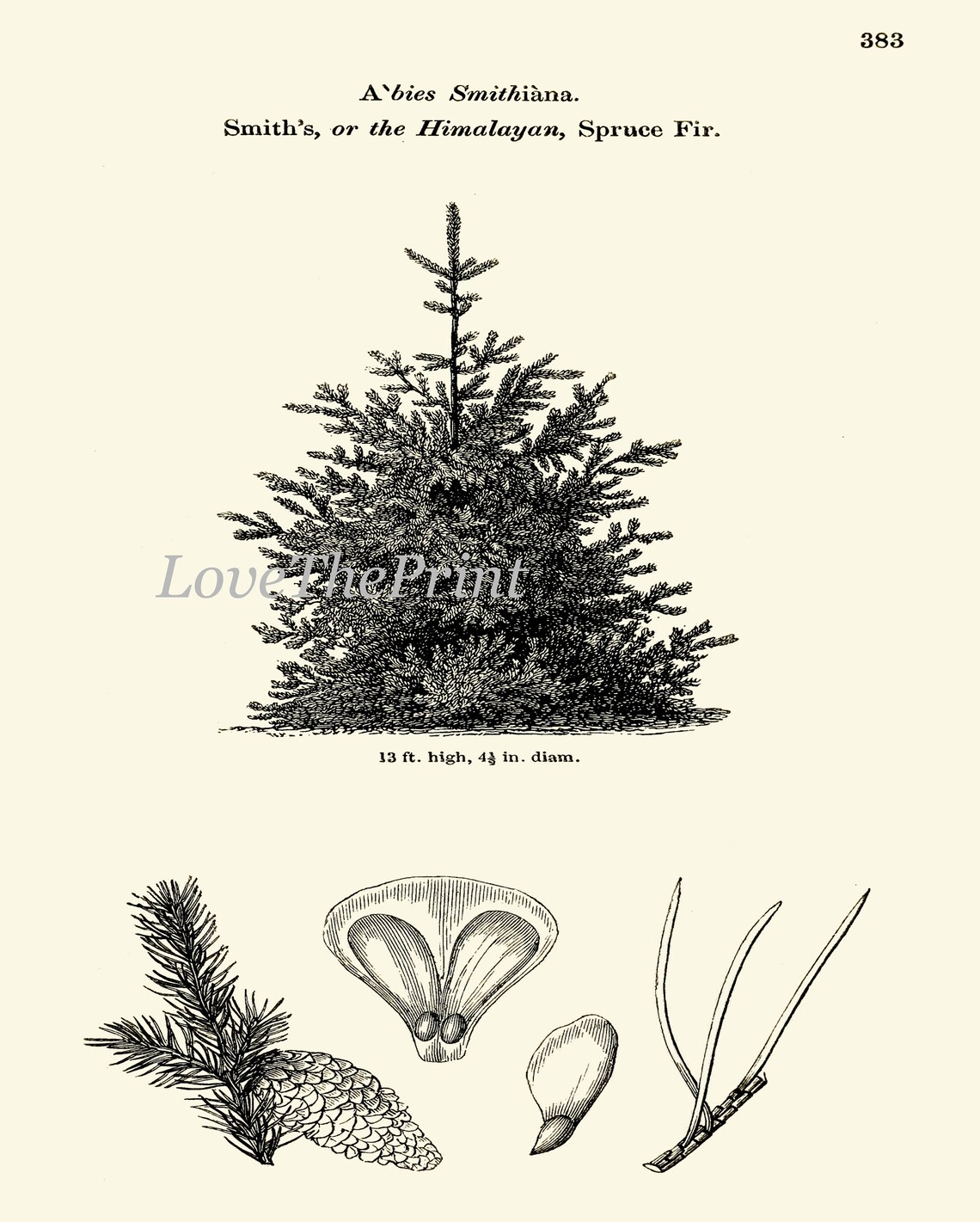 Pine Tree Wall Art Set of 12 Prints Beautiful Vintage Antique - Etsy