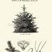 Pine Tree Wall Art Set of 12 Prints Beautiful Vintage Antique Trees ...