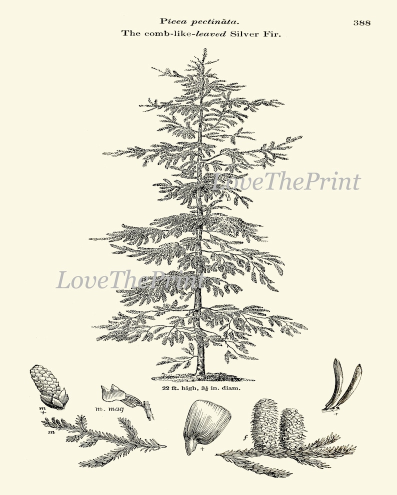 Pine Tree Wall Art Set of 12 Prints Beautiful Vintage Antique - Etsy