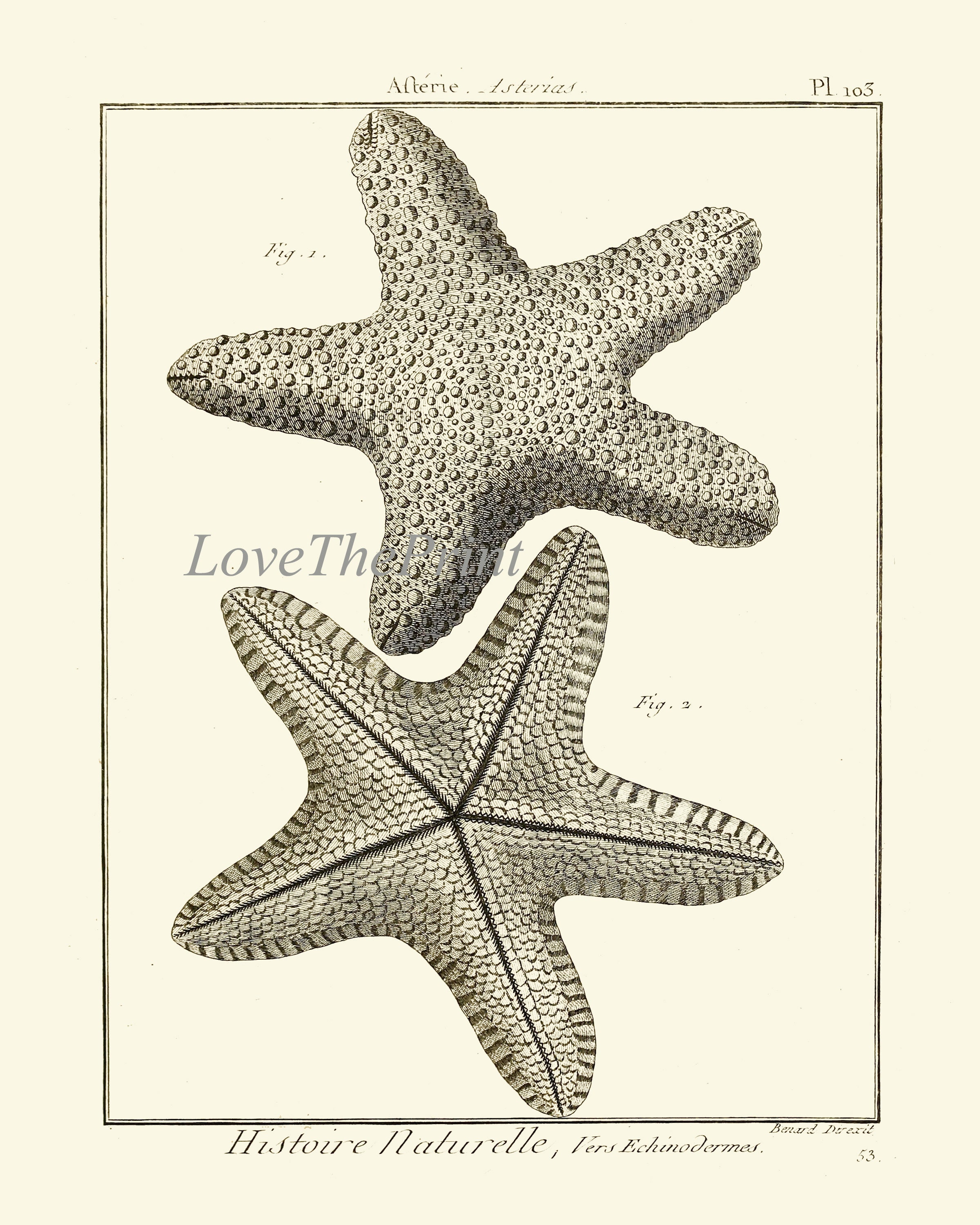 Sea Star Starfish Print Set of 6 Wall Decor Art Vintage Sea Ocean ...