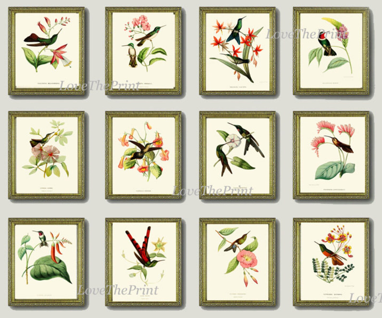 Hummingbird Home Decor Wall Art Set of 12 Prints Beautiful - Etsy