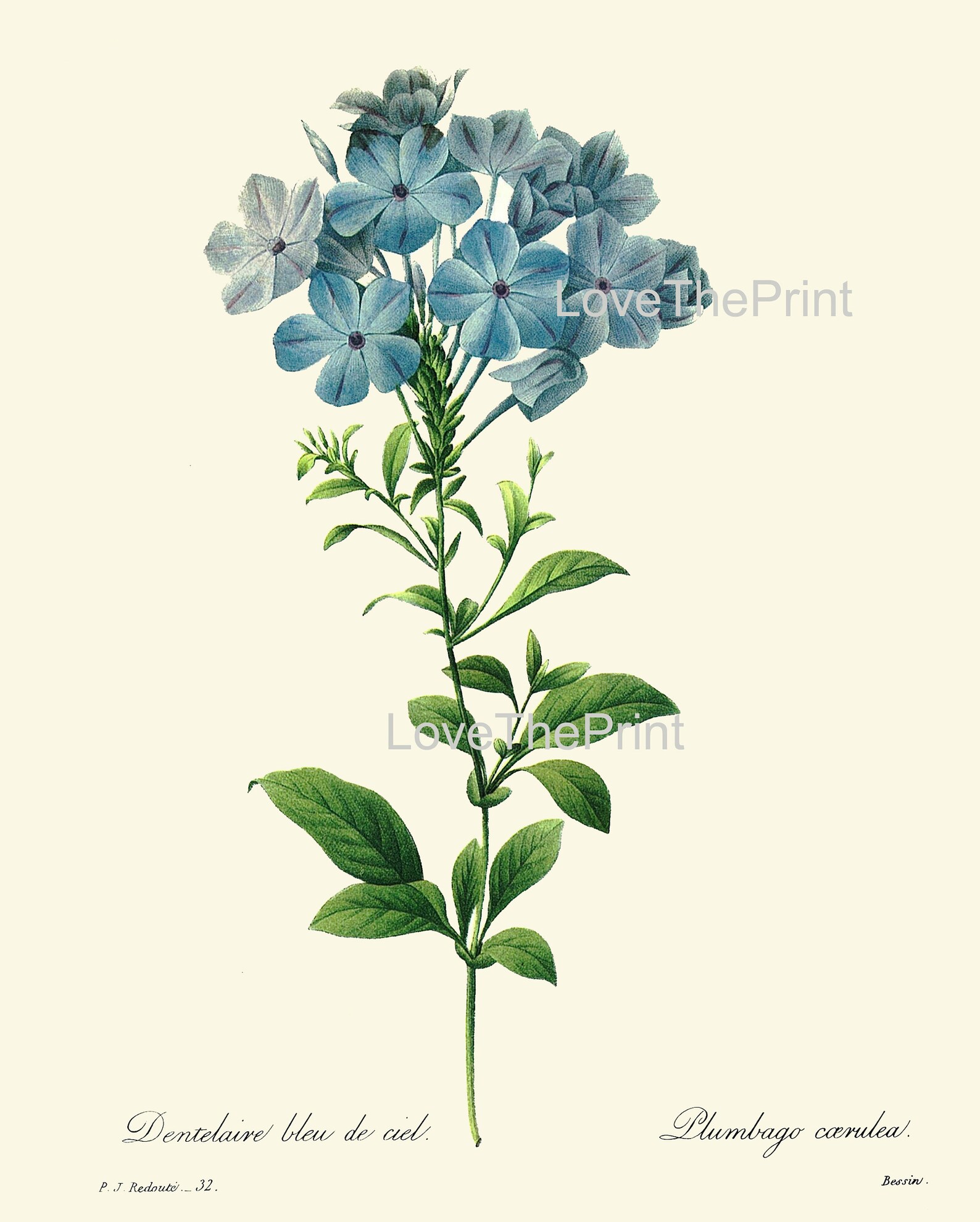 Blue Flowers Botanical Prints Wall Art Set of 12 Beautiful Antique ...