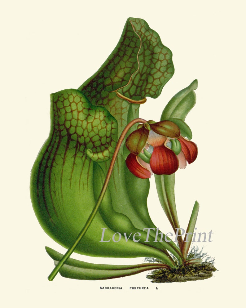 Carnivorous Insect Eating Pitcher Plant Flowers Botanical Wall Art Set ...