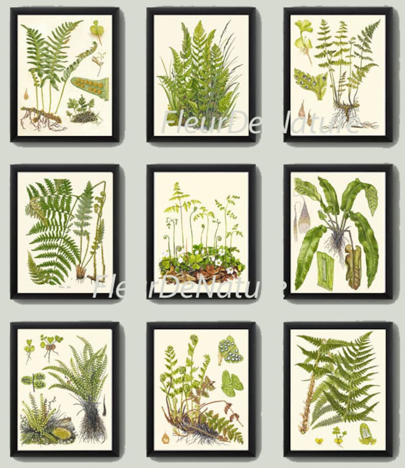 Fern Prints Wall Art Set of 9 Beautiful Botanical Antique Vintage Green ...