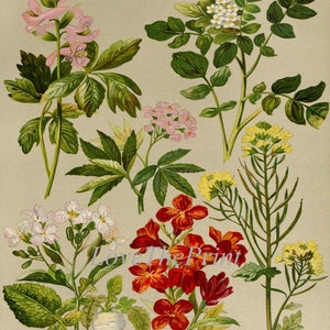 Wildflower Botanical Prints Wall Art Set of 4 Beautiful Antique Vintage ...