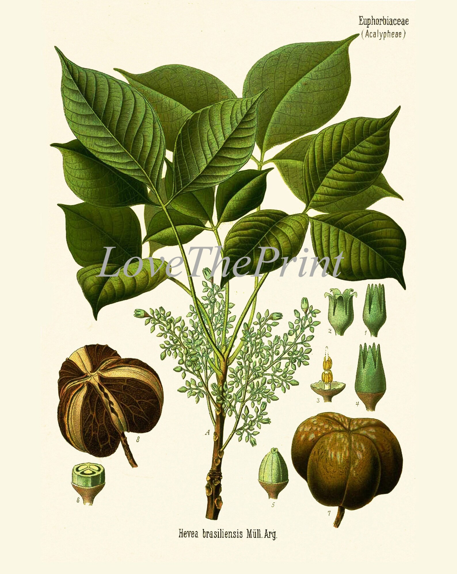 Tropical Fruit Botanical Wall Art Set of 12 Prints Beautiful - Etsy