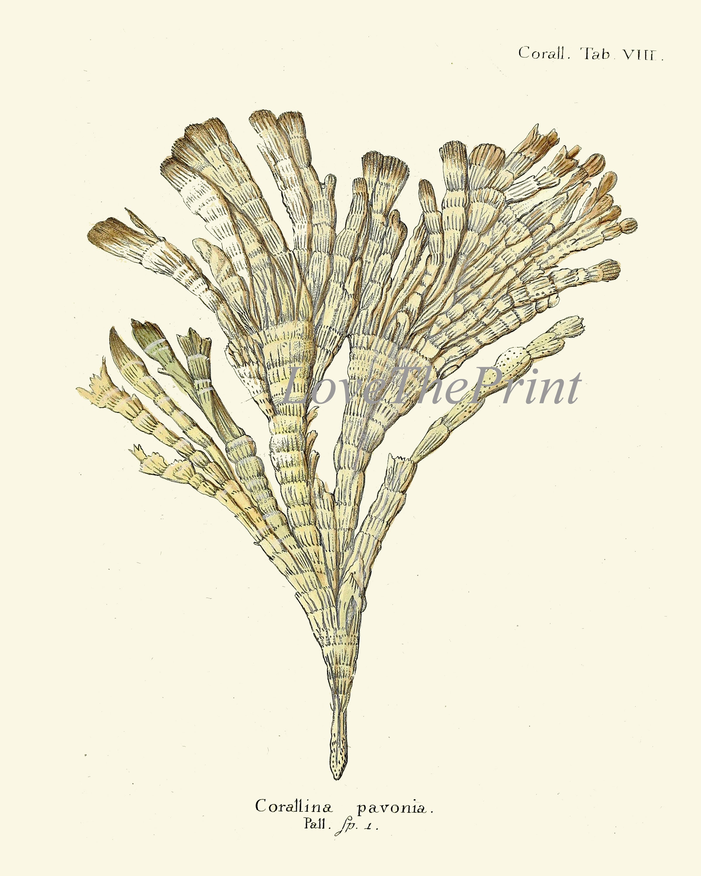 Coral Prints Wall Art Gallery Set of 16 Beautiful Antique Vintage ...