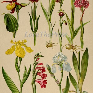 Wildflower Botanical Prints Wall Art Set of 9 Beautiful Antique Vintage ...