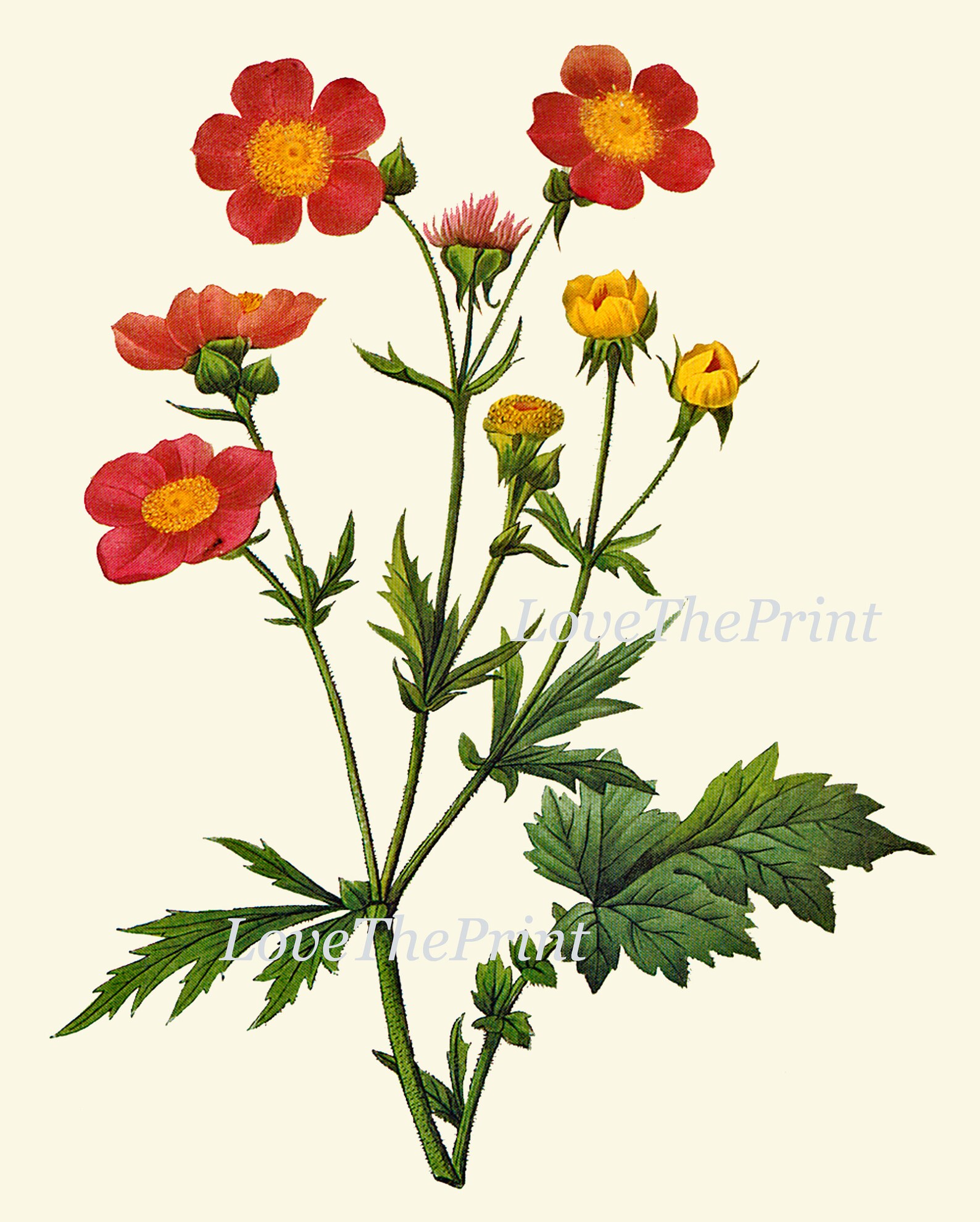 Red Flowers Botanical Wall Art Set of 4 Prints Beautiful - Etsy Canada