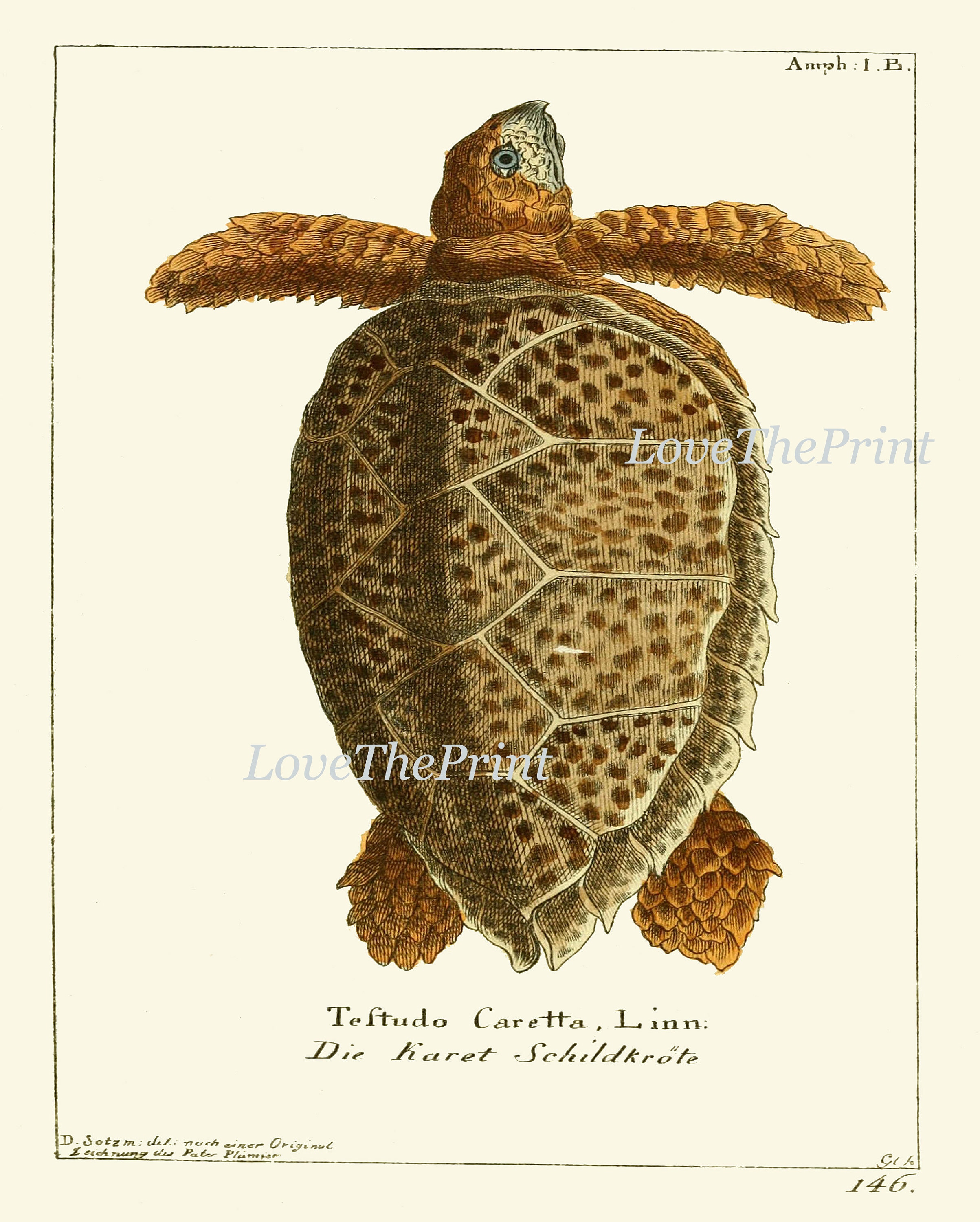 Turtle Wall Art Print Set of 4 Beautiful Antique Vintage Turtles ...