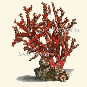 Red Corals Wall Art Set of 9 Prints Beautiful Antique Coastal Tropical ...