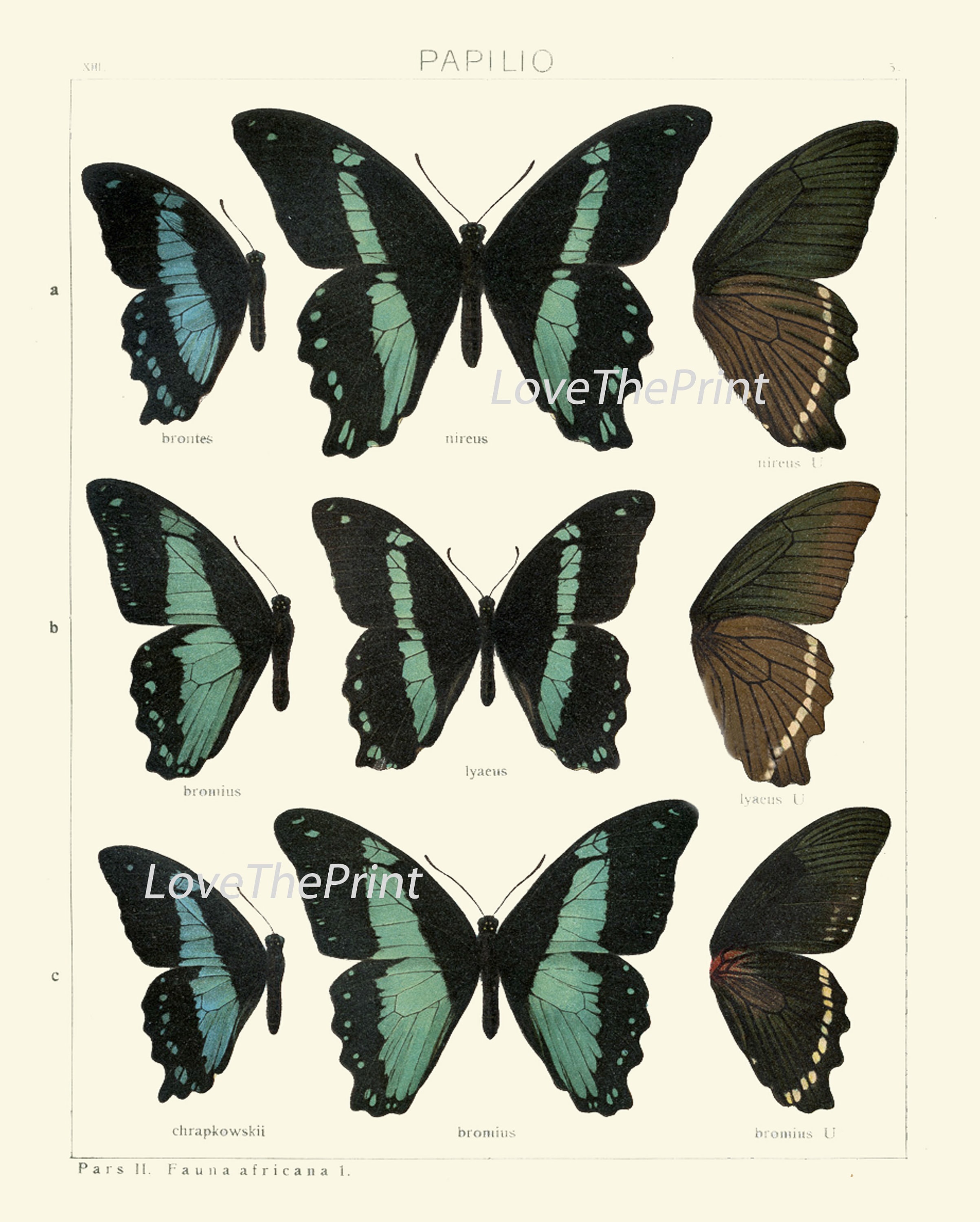Vintage Butterfly Chart Wall Art Set of 6 Prints Beautiful Antique Blue ...